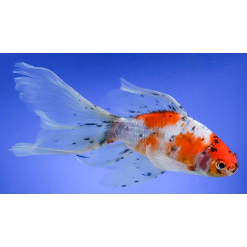 Shubunkin | Koi Fish For Sale | Next Day Koi