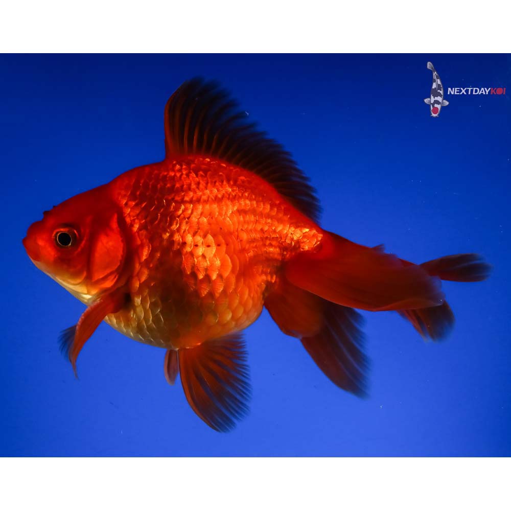 6" Imported Male Red Ryukin | Koi Fish For Sale