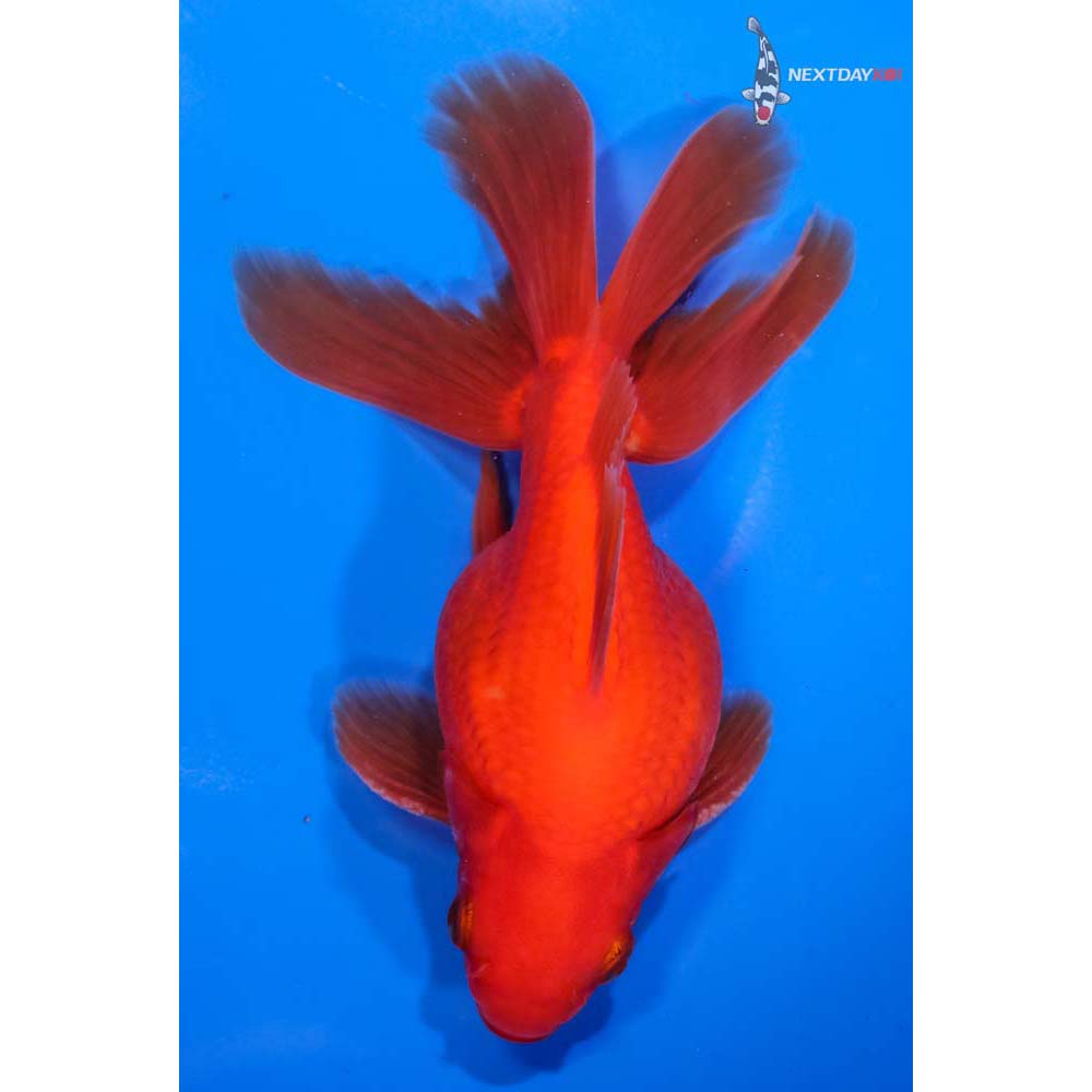 6" Imported Male Red Ryukin | Koi Fish For Sale