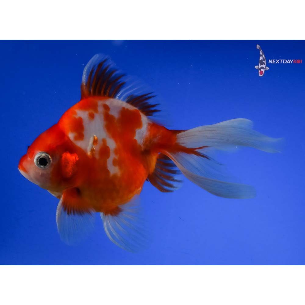 5" Imported Male Red and White Ryukin | Koi Fish For Sale