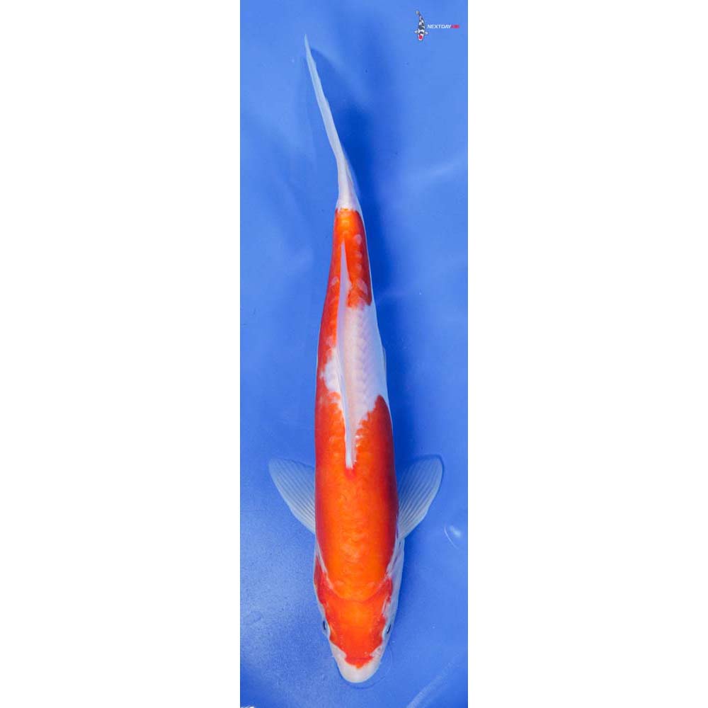 Gosanke Koi Fish For Sale | Next Day Koi