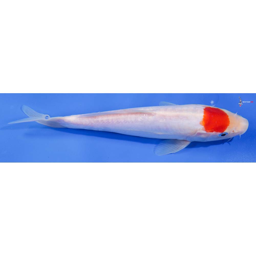9” Imported Doitsu Tancho Kohaku | Koi Fish For Sale