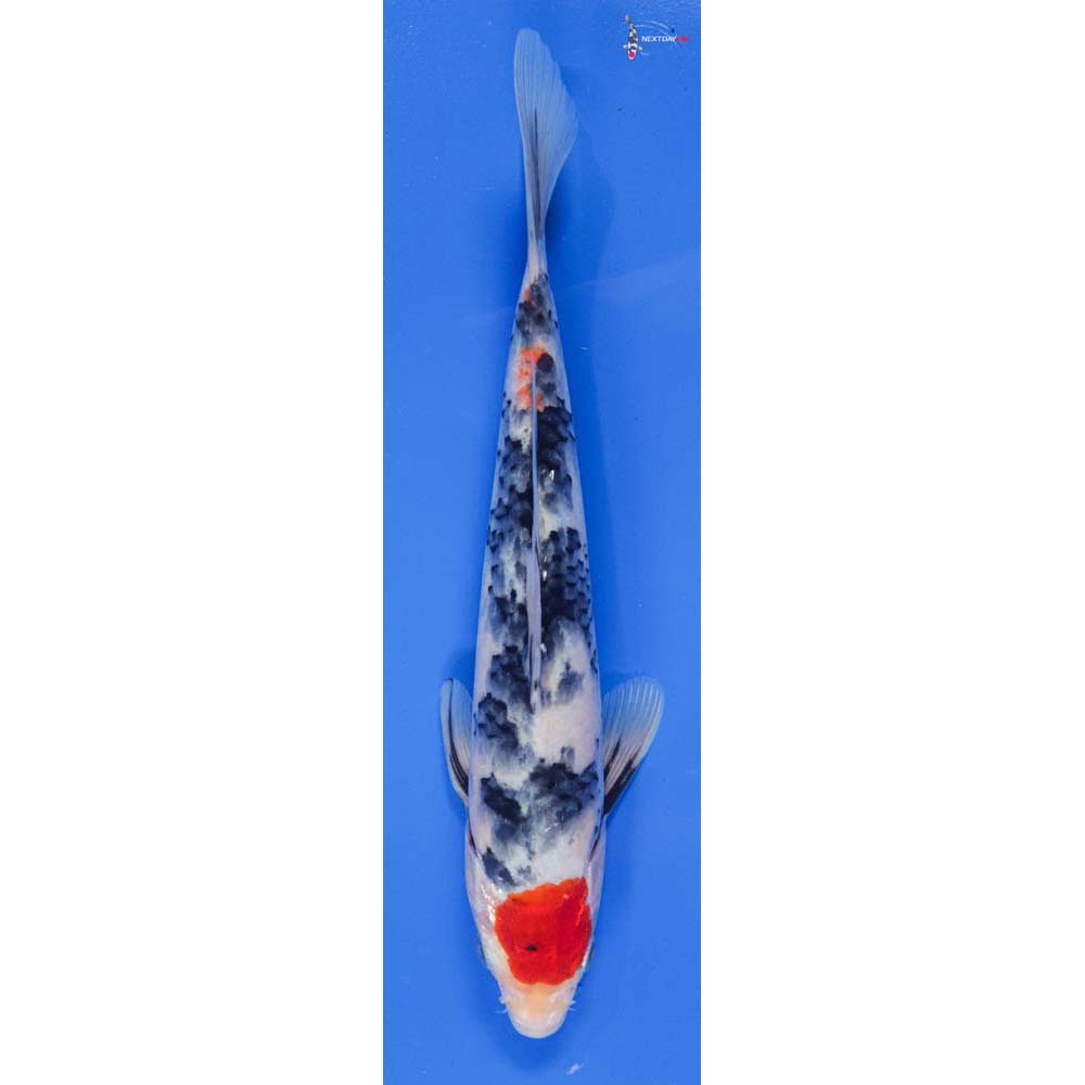 Gosanke Koi Fish For Sale | Next Day Koi