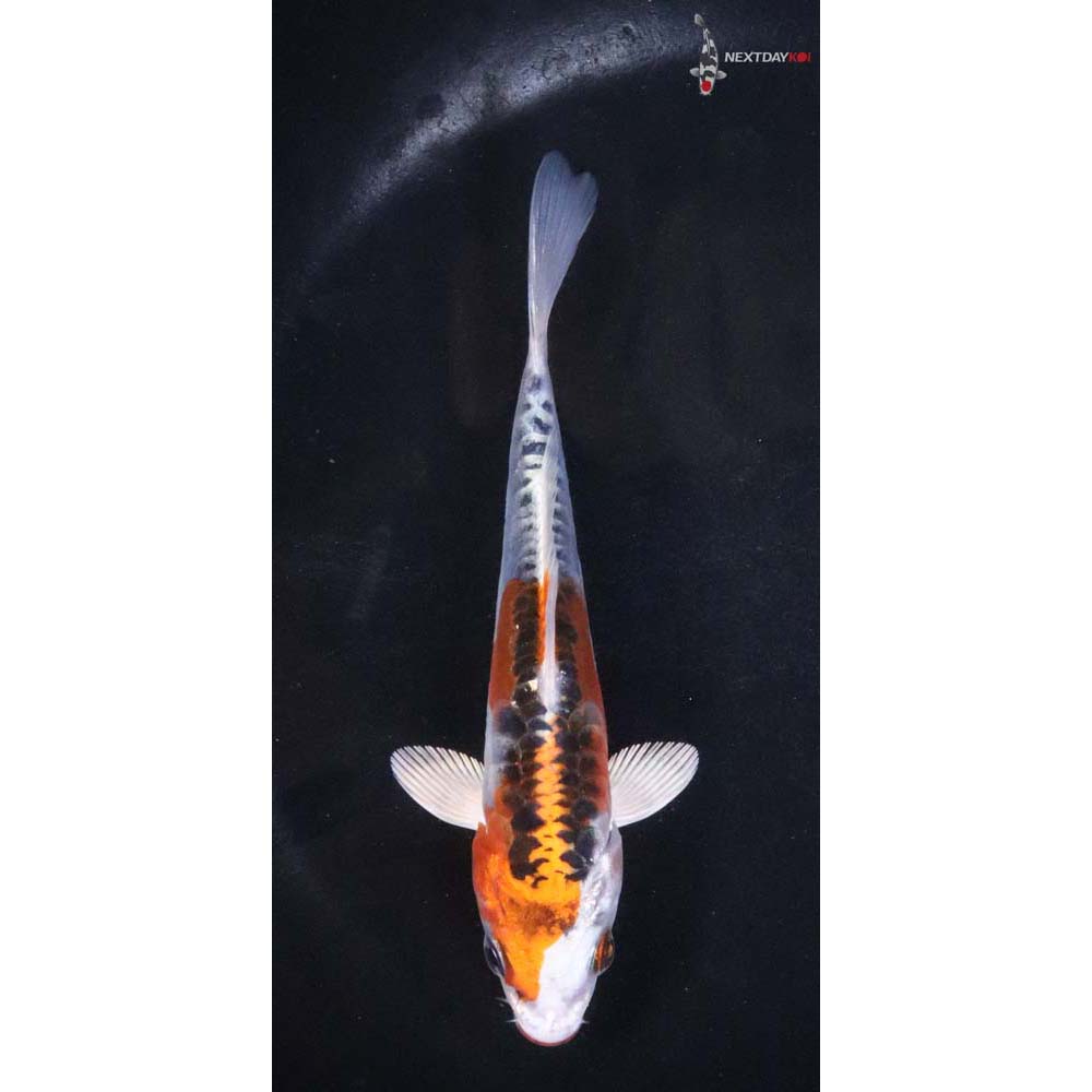 5” Doitsu Kujaku | Koi Fish For Sale