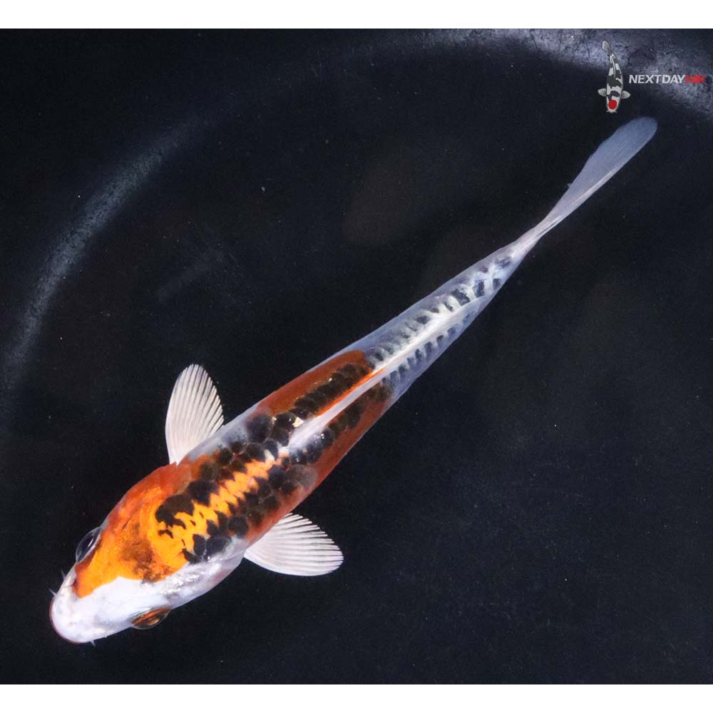 5” Doitsu Kujaku | Koi Fish For Sale