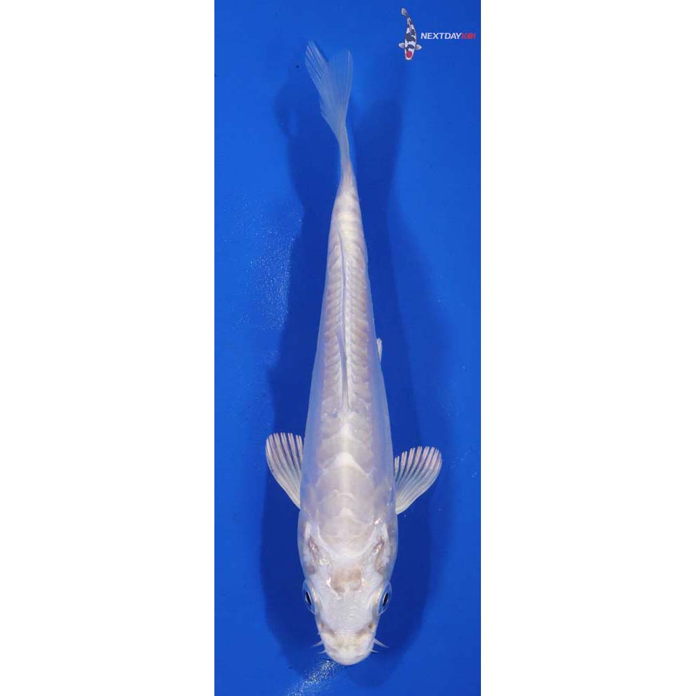5" Doitsu Platinum Ogon | Koi Fish For Sale