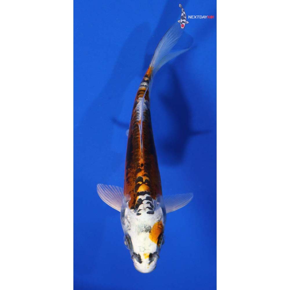 5” Doitsu Kujaku | Koi Fish For Sale