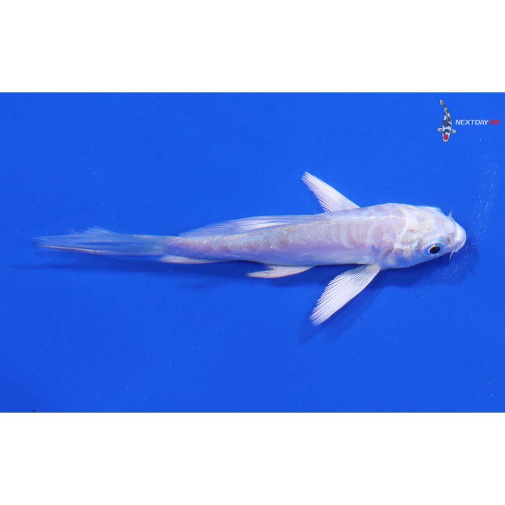 3” Imported Doitsu Platinum Ogon Butterfly Koi | Koi Fish For Sale