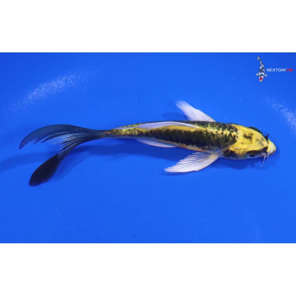 4” Imported Kin Kikokuryu Butterfly Koi | Koi Fish For Sale