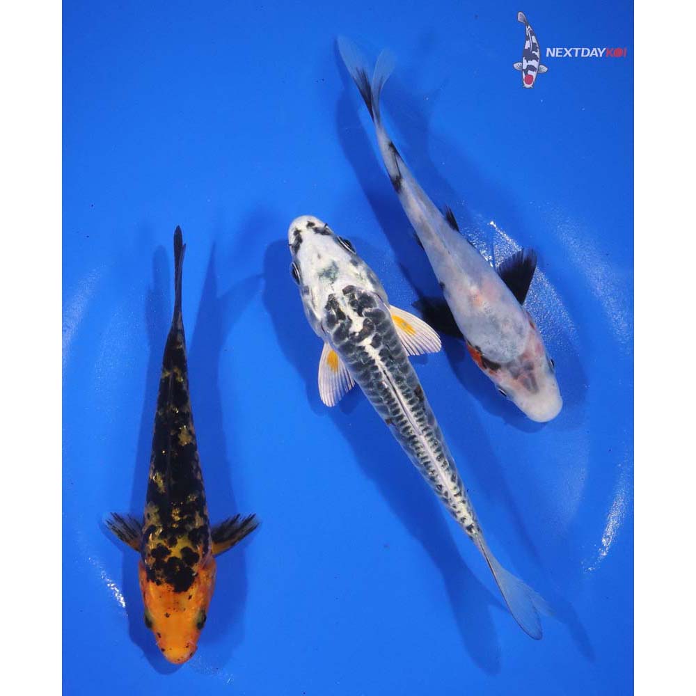 Lot of (3) 4-6" Assorted Koi | Koi Fish For Sale