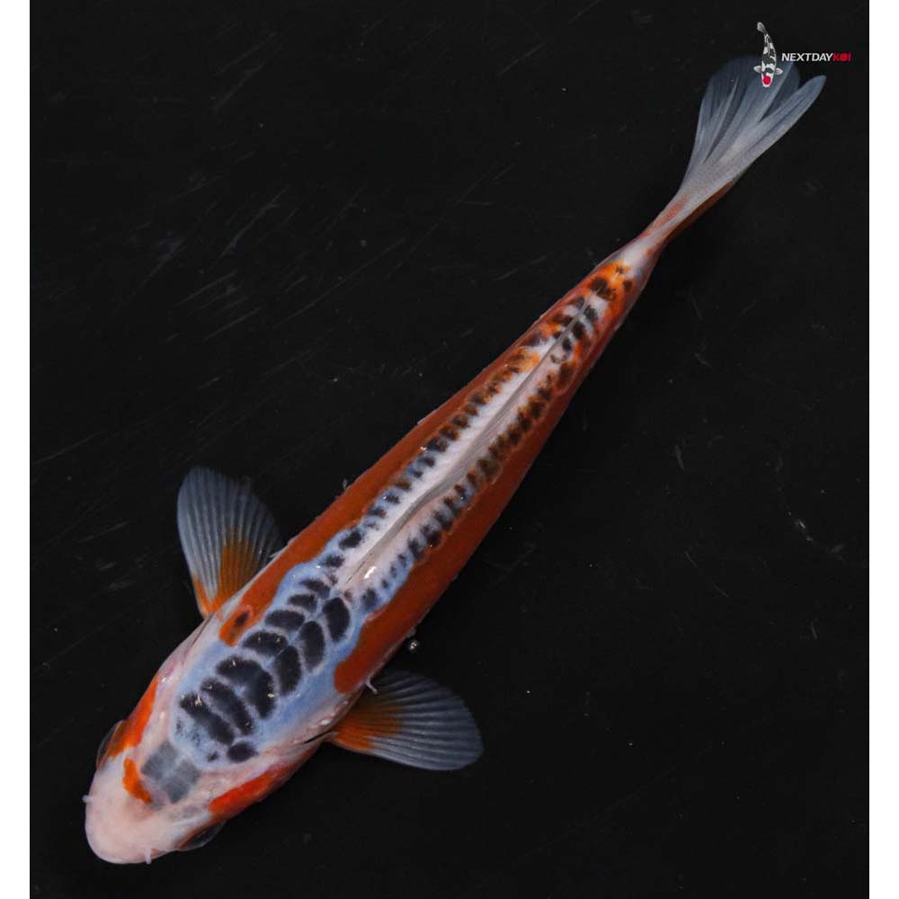5.5” Shusui | Koi Fish For Sale