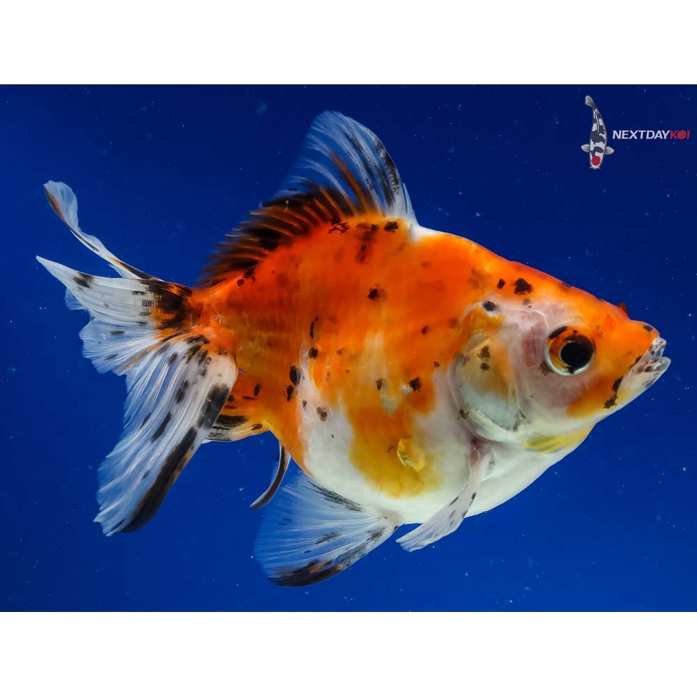 5" Imported Calico Ryukin | Koi Fish For Sale