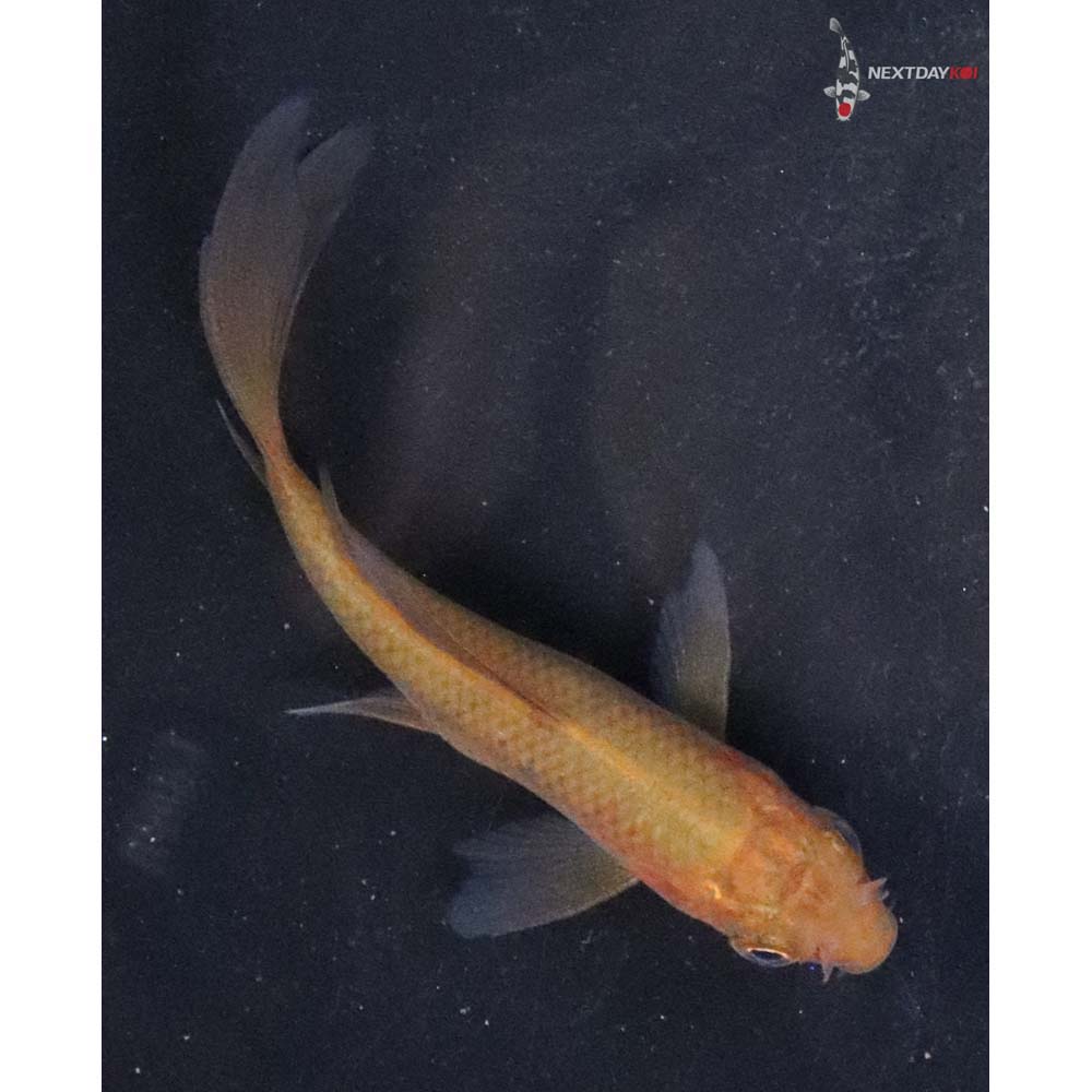 3” Imported Chagoi Butterfly Koi | Koi Fish For Sale