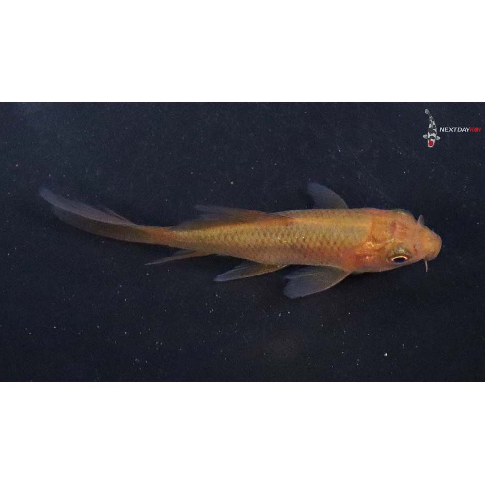 3” Imported Chagoi Butterfly Koi | Koi Fish For Sale