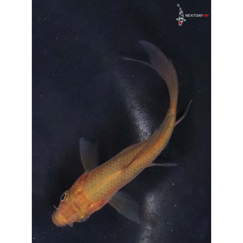 3” Imported Chagoi Butterfly Koi | Koi Fish For Sale