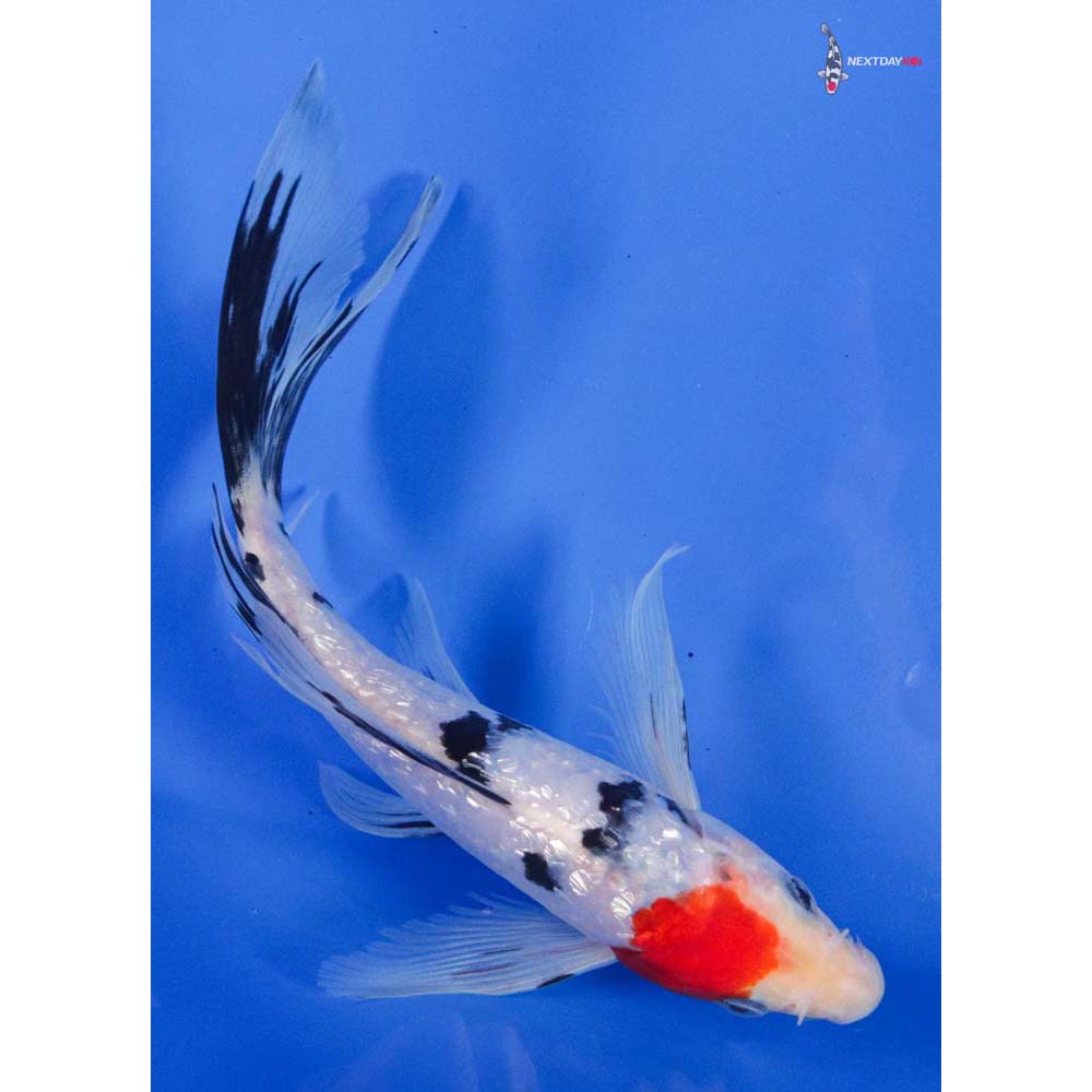 Gosanke Koi Fish For Sale | Next Day Koi