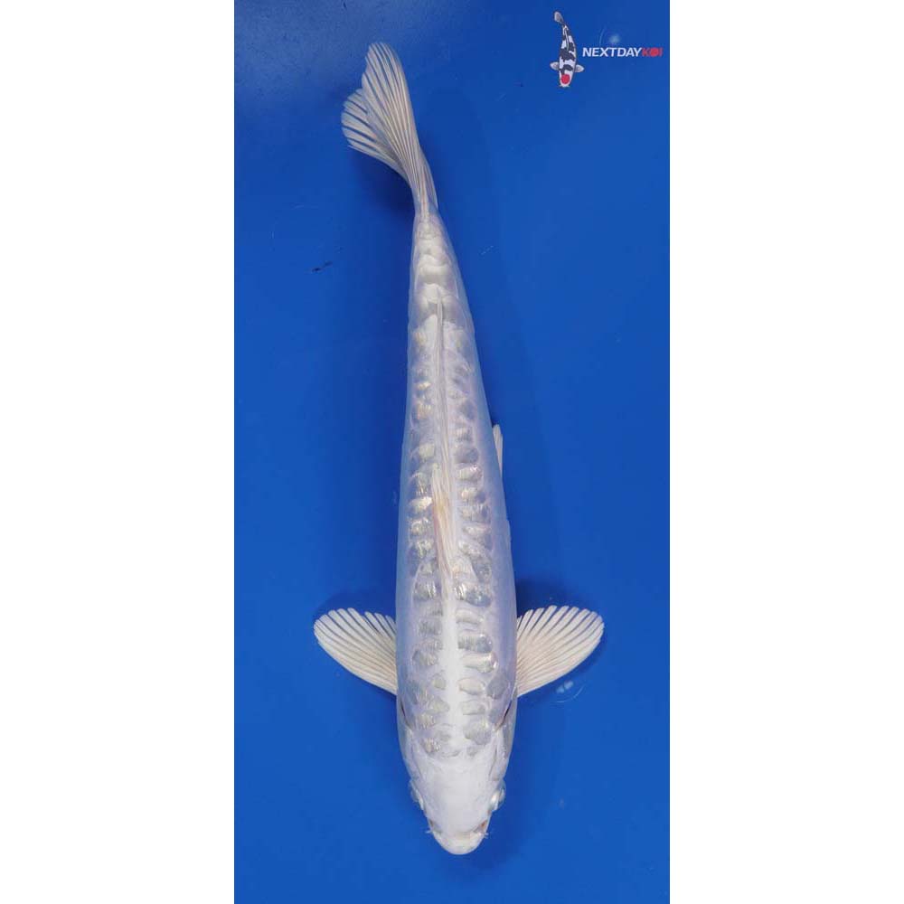 11” Imported Male Doitsu Gin Rin Platinum Ogon | Koi Fish For Sale