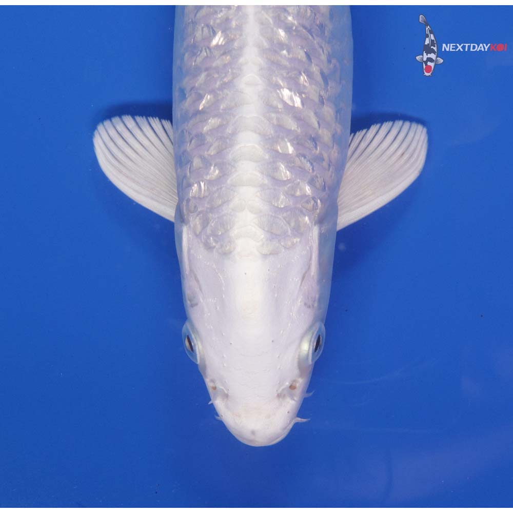 10” Imported Female Gin Rin Platinum Ogon | Koi Fish For Sale