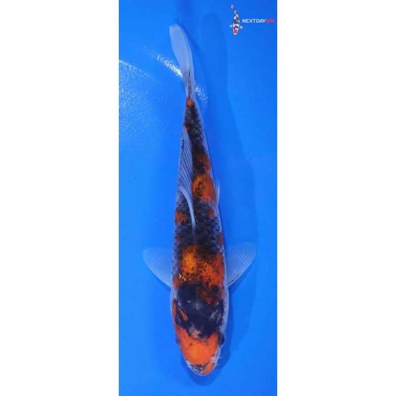 Koromo Koi Fish For Sale | Next Day Koi