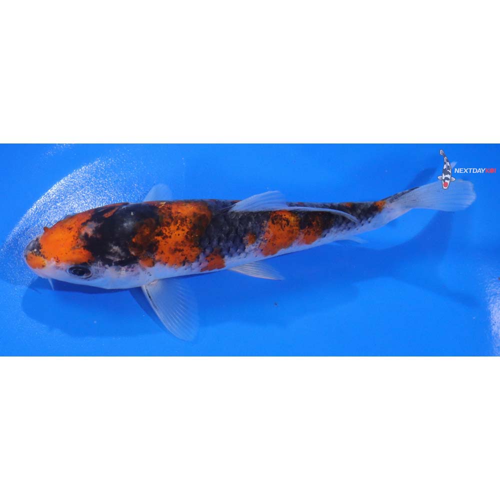 5.5” Goshiki | Koi Fish For Sale