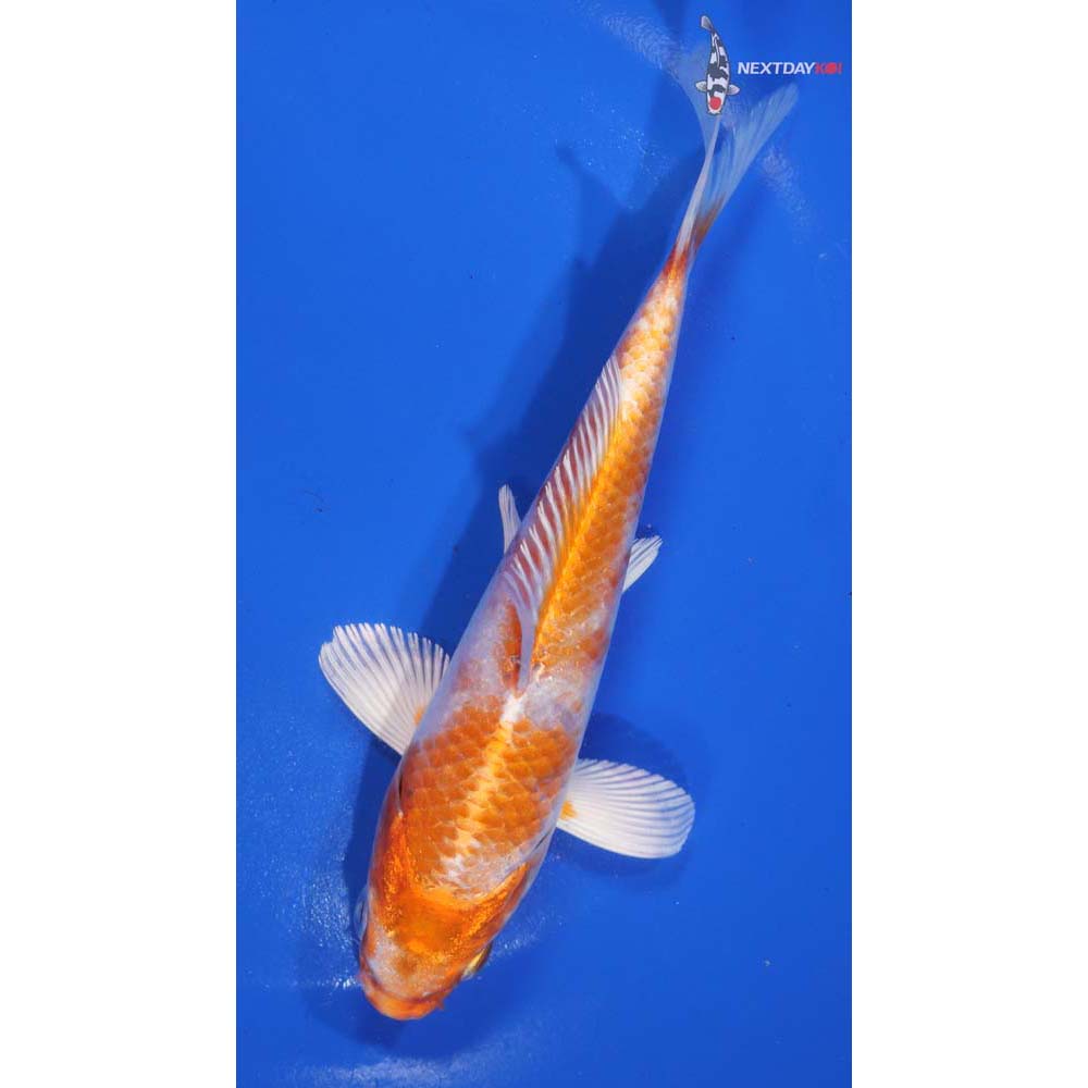 6” Hariwake | Koi Fish For Sale