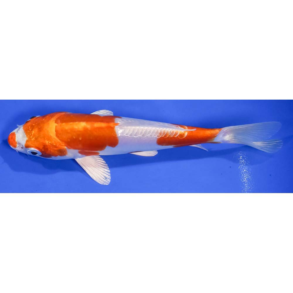6” Kikusui | Koi Fish For Sale