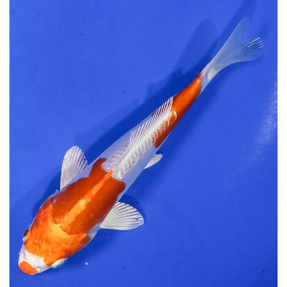 6” Kikusui | Koi Fish For Sale