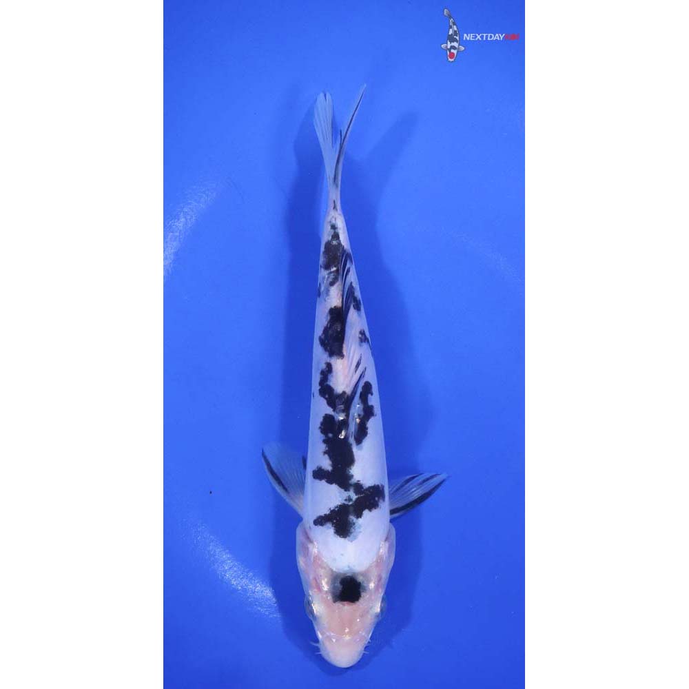 6” Doitsu Shiro Bekko | Koi Fish For Sale