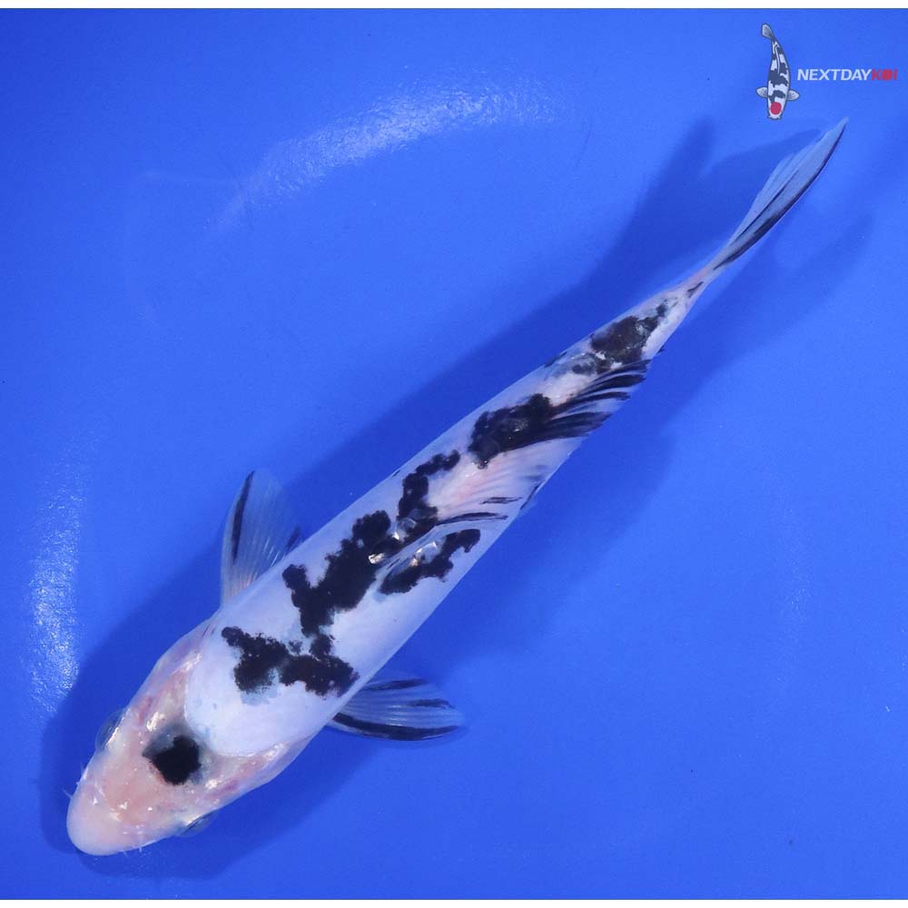 6” Doitsu Shiro Bekko | Koi Fish For Sale