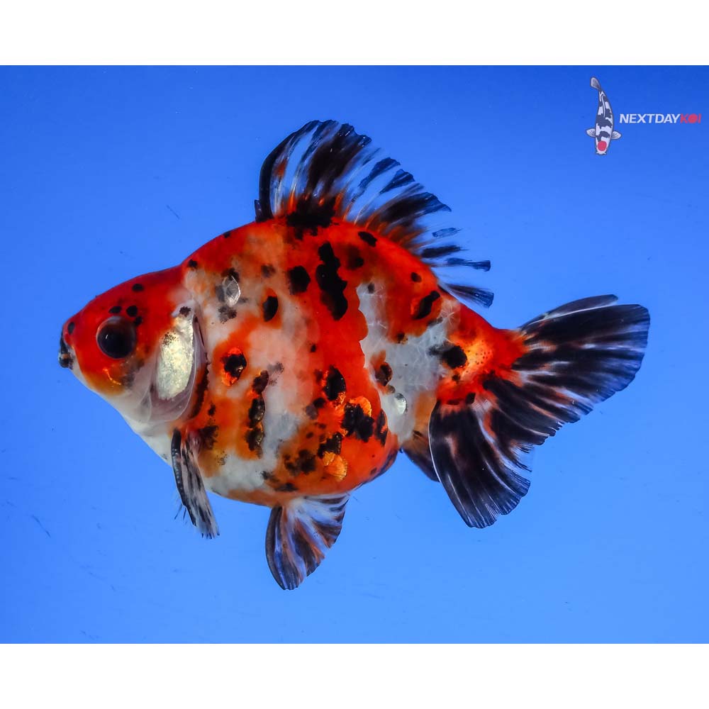 4” Imported Male Calico Ryukin | Koi Fish For Sale