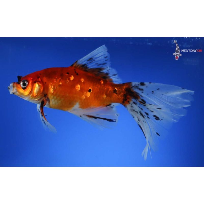 Shubunkin | Koi Fish For Sale | Next Day Koi