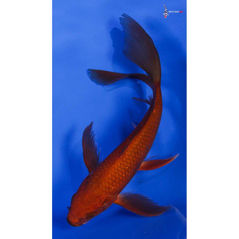 8” Imported Chagoi Butterfly Koi | Koi Fish For Sale