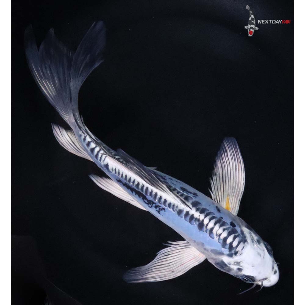 8” Doitsu Blue Gin Matsuba Butterfly Koi | Koi Fish For Sale