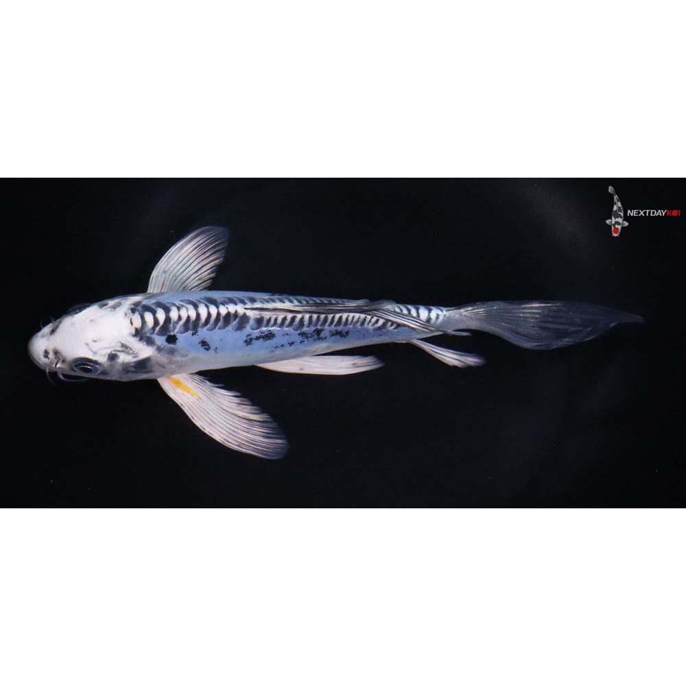 8” Doitsu Blue Gin Matsuba Butterfly Koi | Koi Fish For Sale