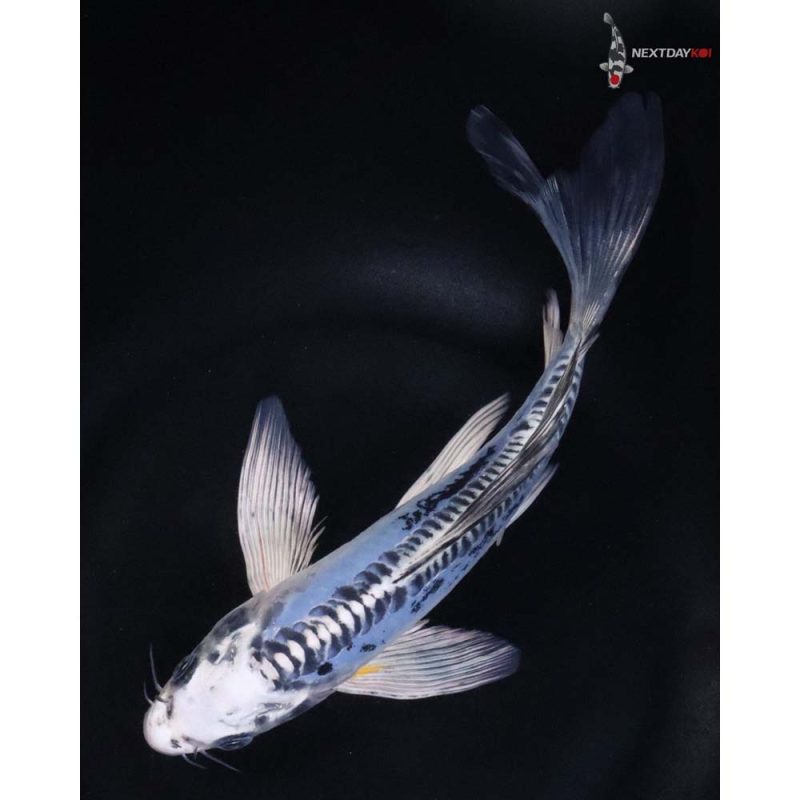 8” Doitsu Blue Gin Matsuba Butterfly Koi | Koi Fish For Sale