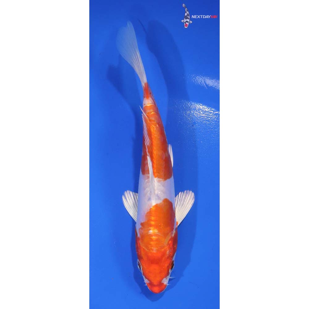 6” Imported Kikusui | Koi Fish For Sale