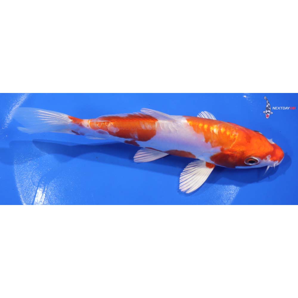 6” Imported Kikusui | Koi Fish For Sale