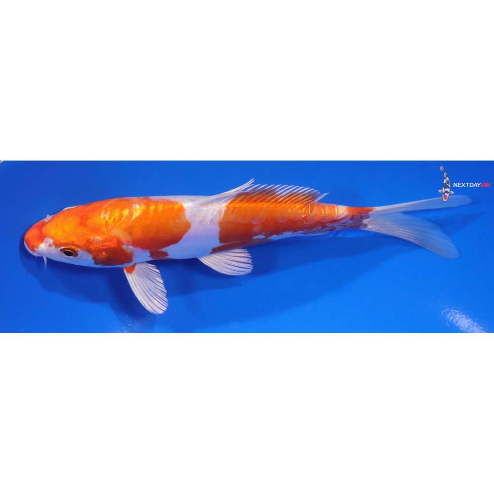 6” Imported Kikusui | Koi Fish For Sale