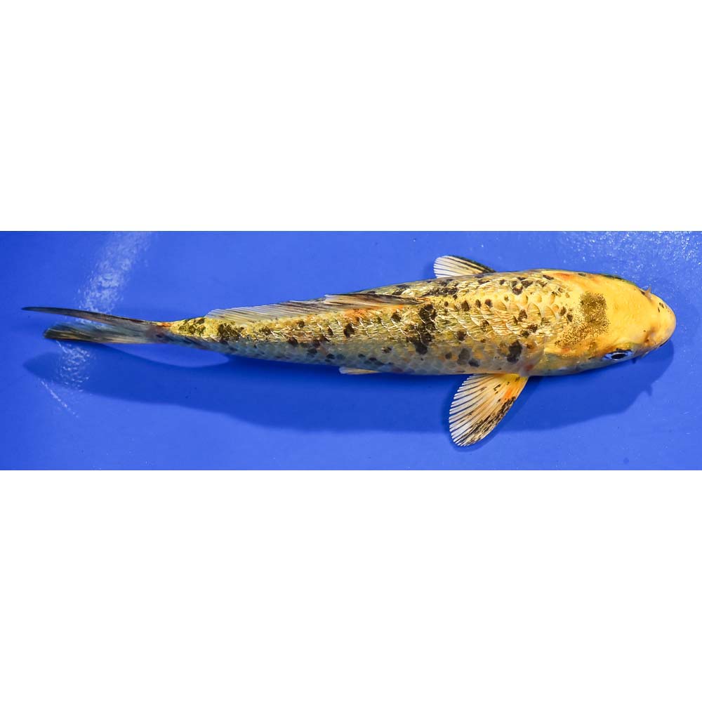 6” Gin Rin Kin Ki Bekko | Koi Fish For Sale