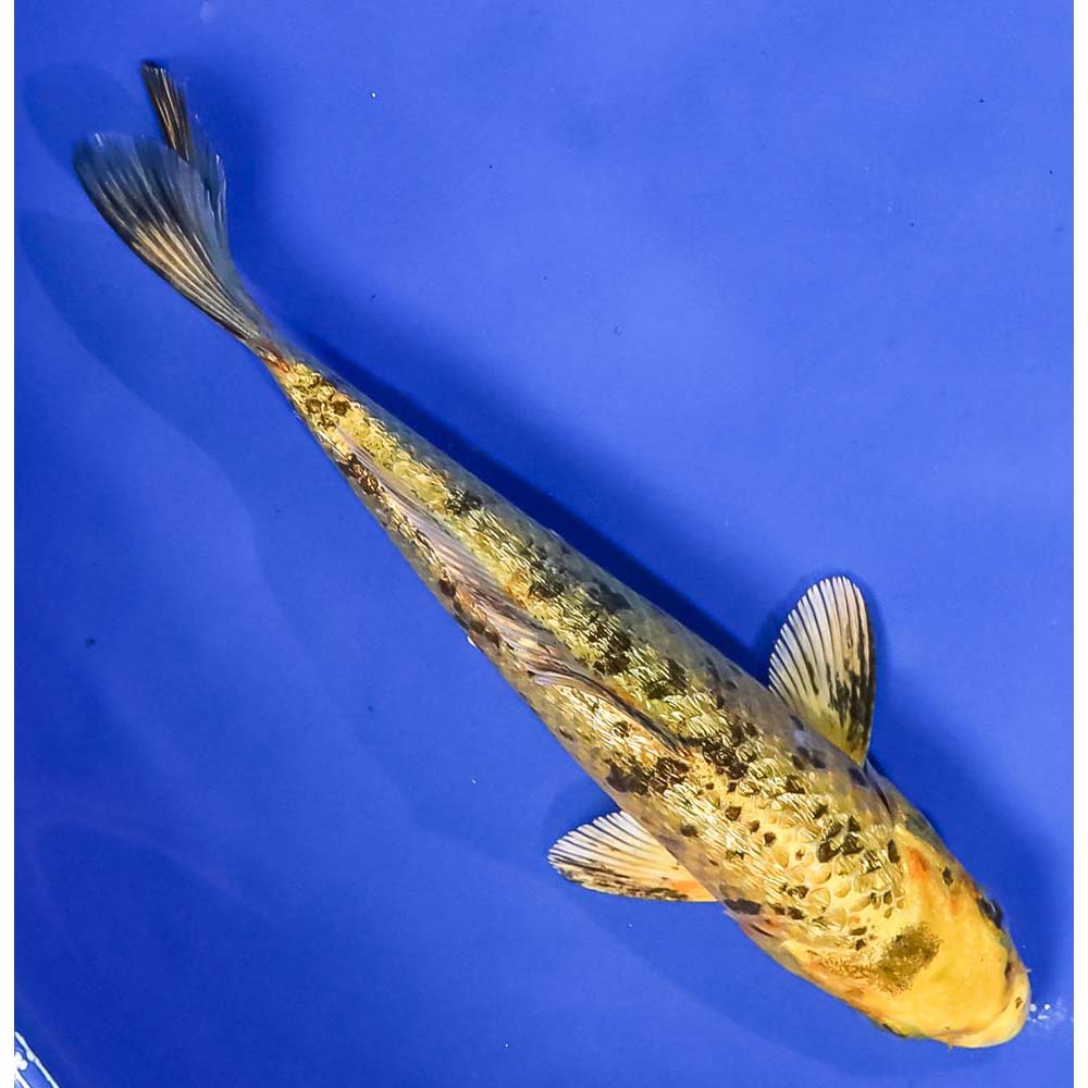 6” Gin Rin Kin Ki Bekko | Koi Fish For Sale