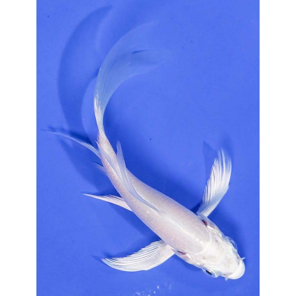 3” Imported Platinum Ogon Butterfly Koi | Koi Fish For Sale