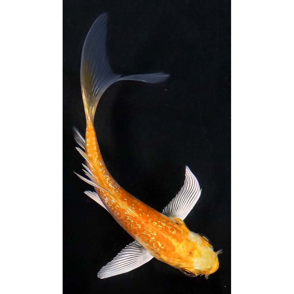 3.5” Imported Gin Rin Yamabuki Ogon Butterfly Koi | Koi Fish For Sale