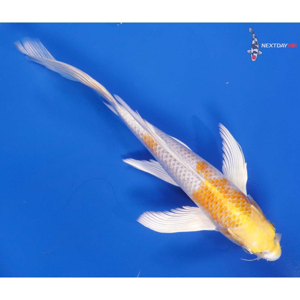 9” Imported Lemon Hariwake Butterfly Koi | Koi Fish For Sale