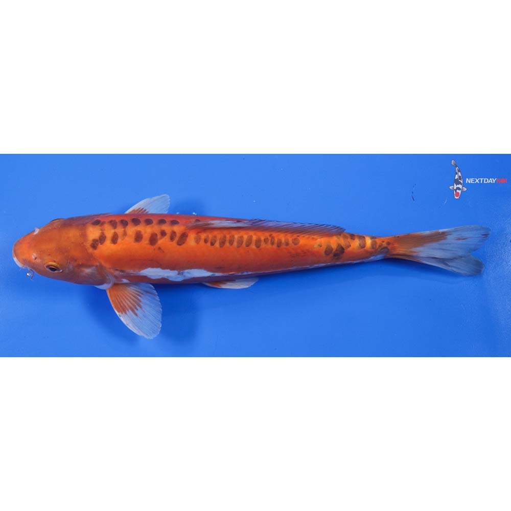 12” Imported Male Doitsu Orenji Matsuba | Koi Fish For Sale