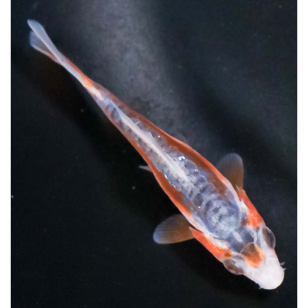 3” Imported Shusui | Koi Fish For Sale