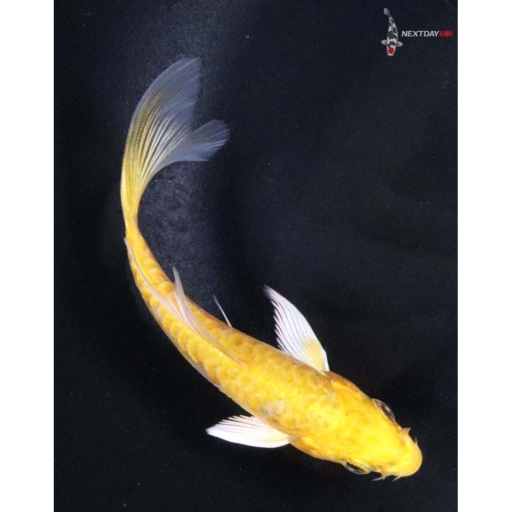 3.5” Imported Doitsu Yamabuki Ogon Butterfly Koi | Koi Fish For Sale