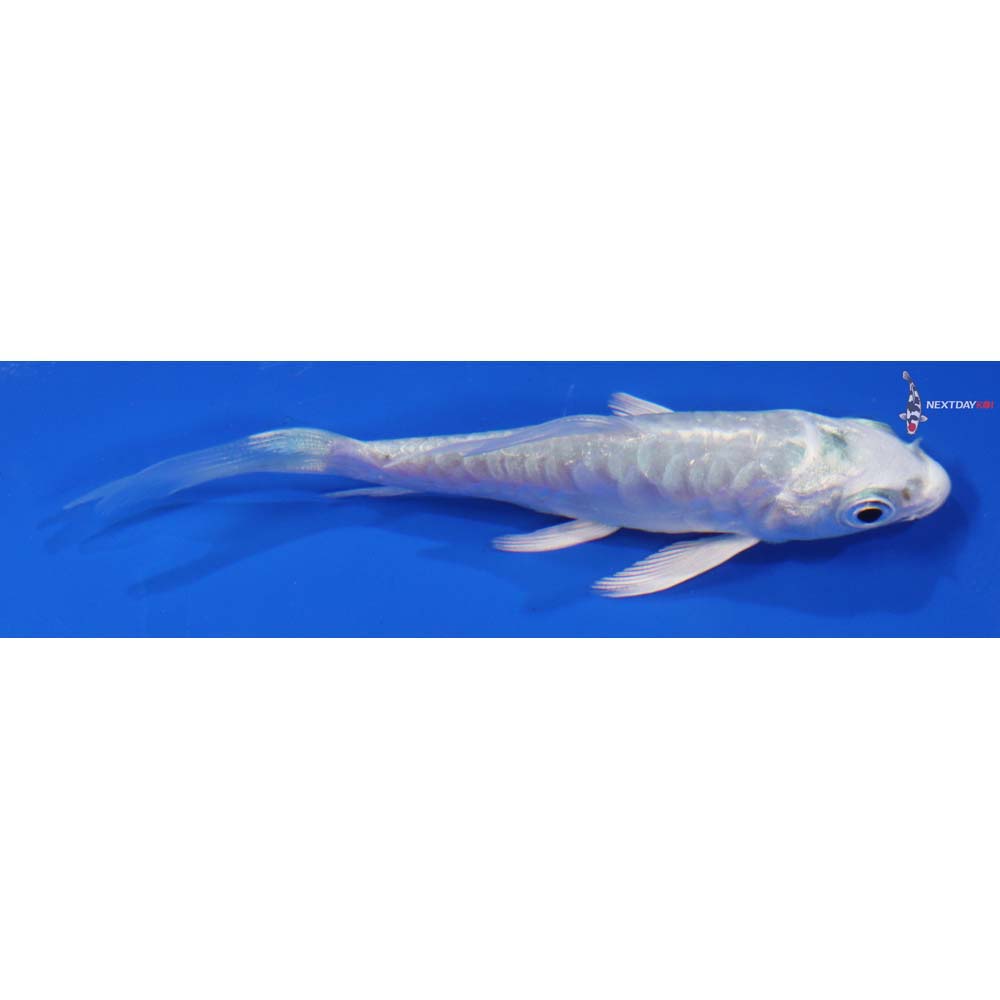 3" Imported Doitsu Platinum Ogon Butterfly Koi | Koi Fish For Sale