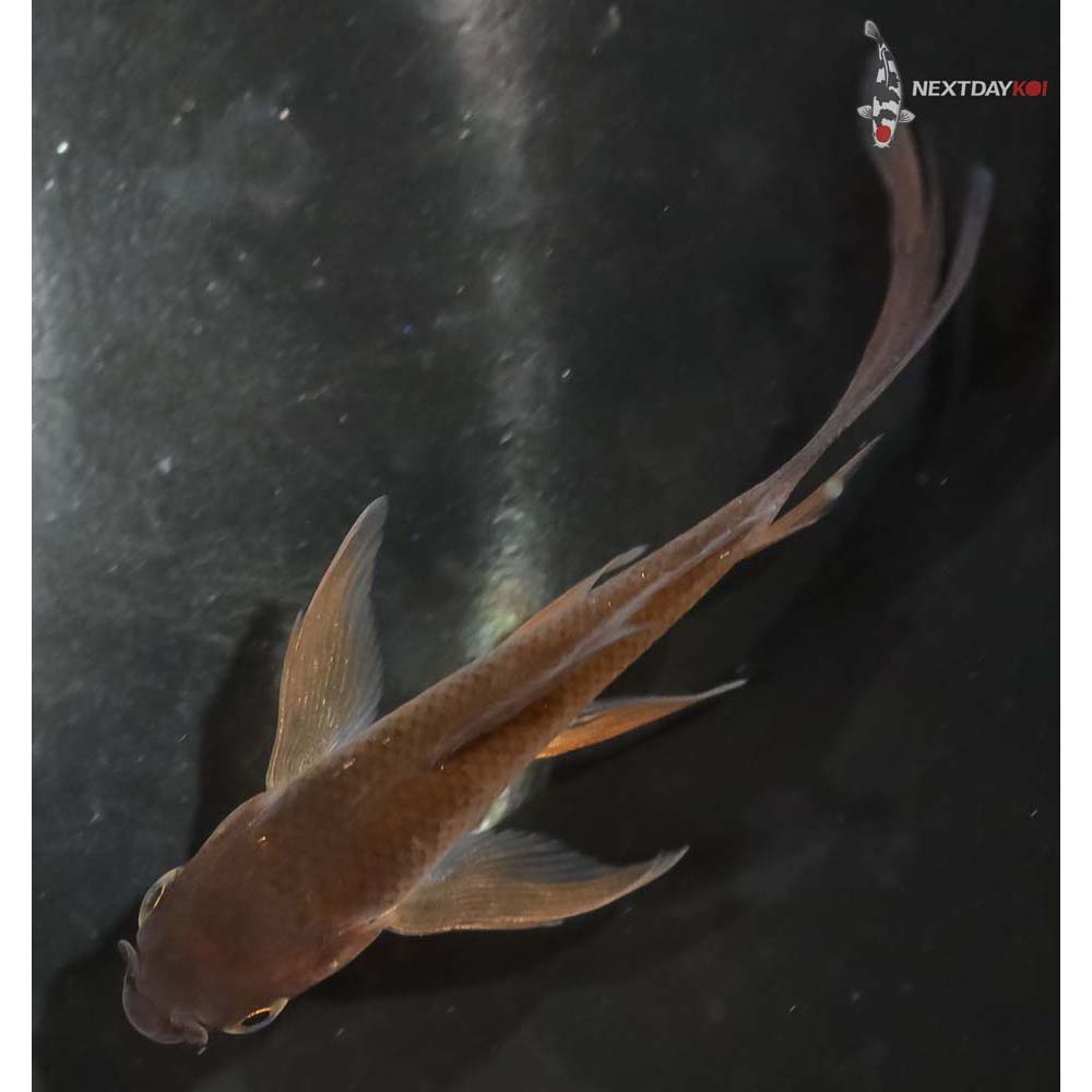 3" Imported Chagoi Butterfly Koi | Koi Fish For Sale
