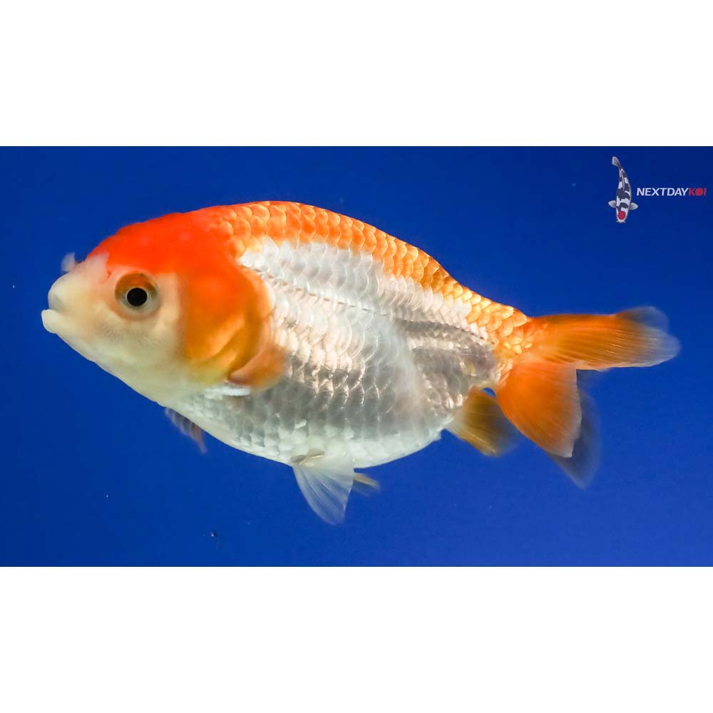 3" Imported Red and White Ranchu | Koi Fish For Sale