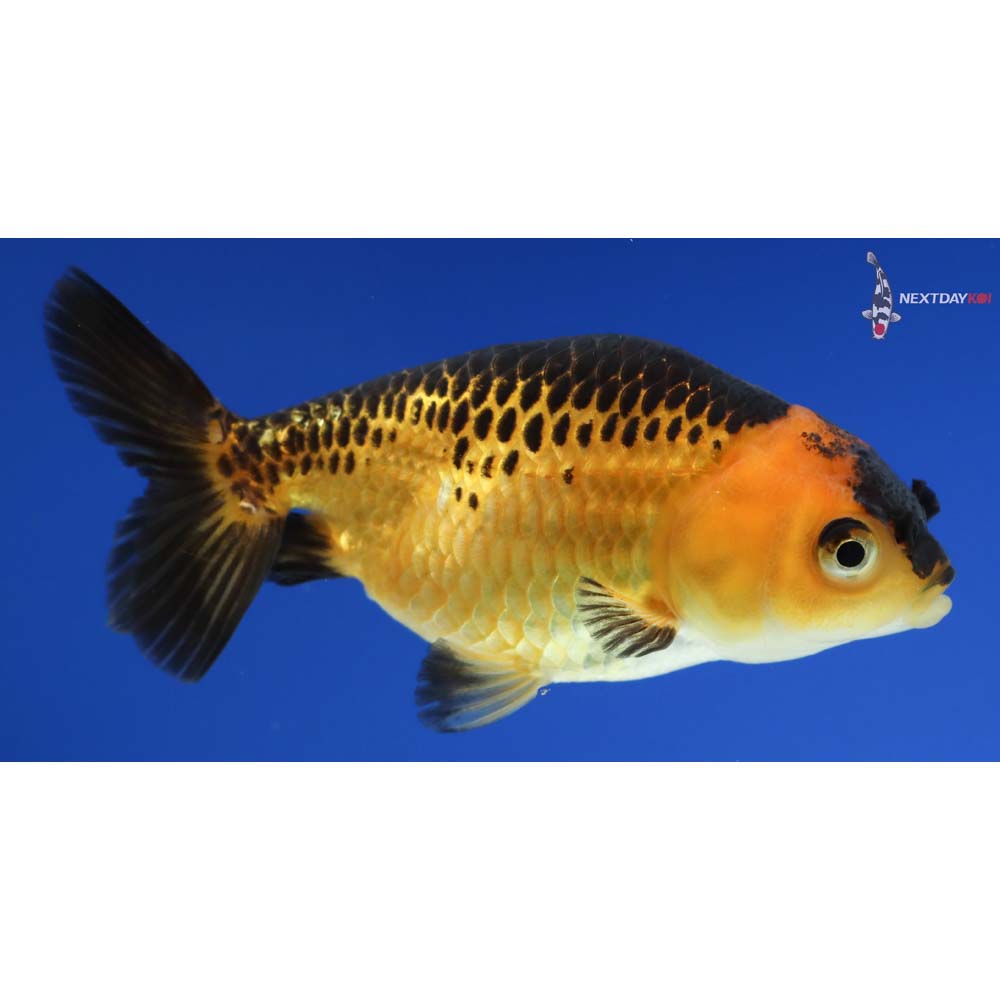 Ranchu | Koi Fish For Sale | Next Day Koi
